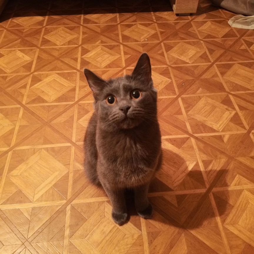 Британский короткошёрстный котёнок