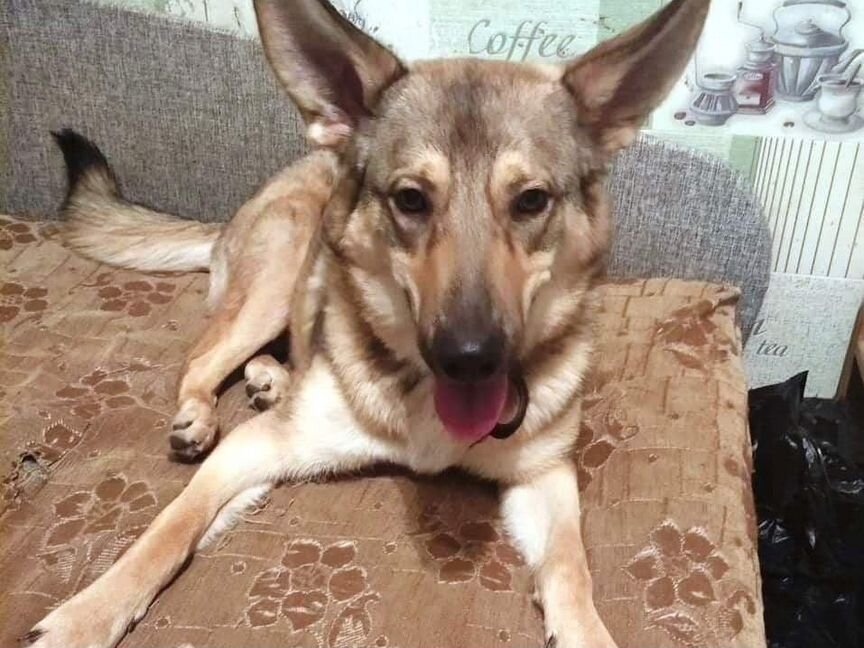 Собака в добрые руки