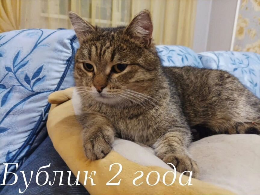 Бублик