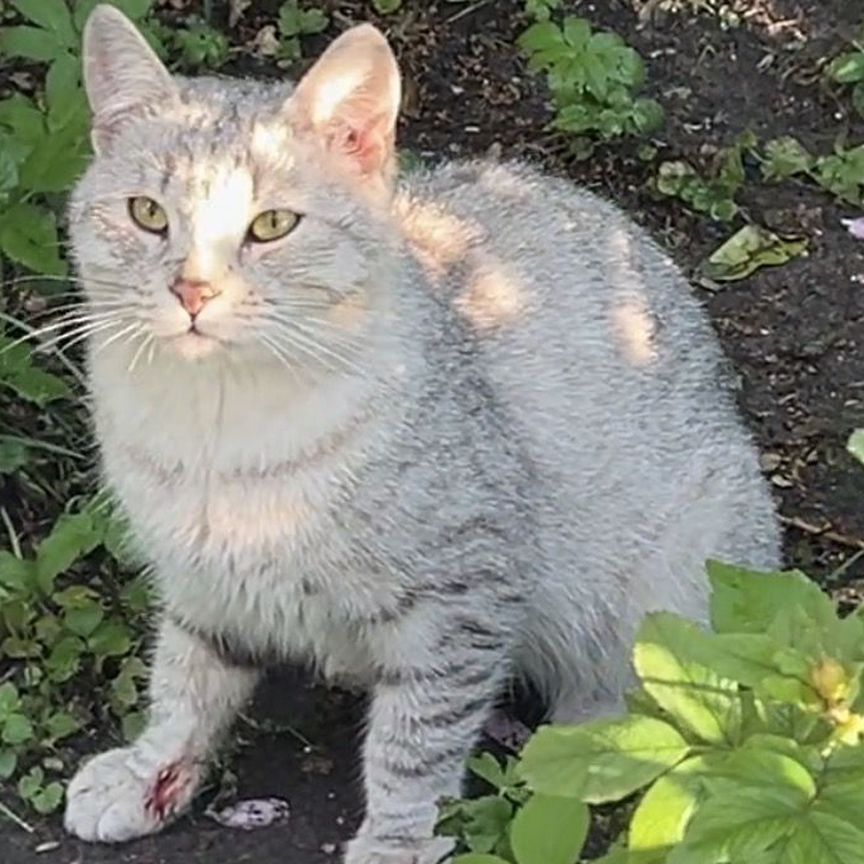 Шотландский прямоухий короткошёрстный котёнок