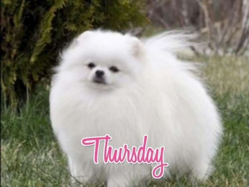 Шикарный малыш(вязка)