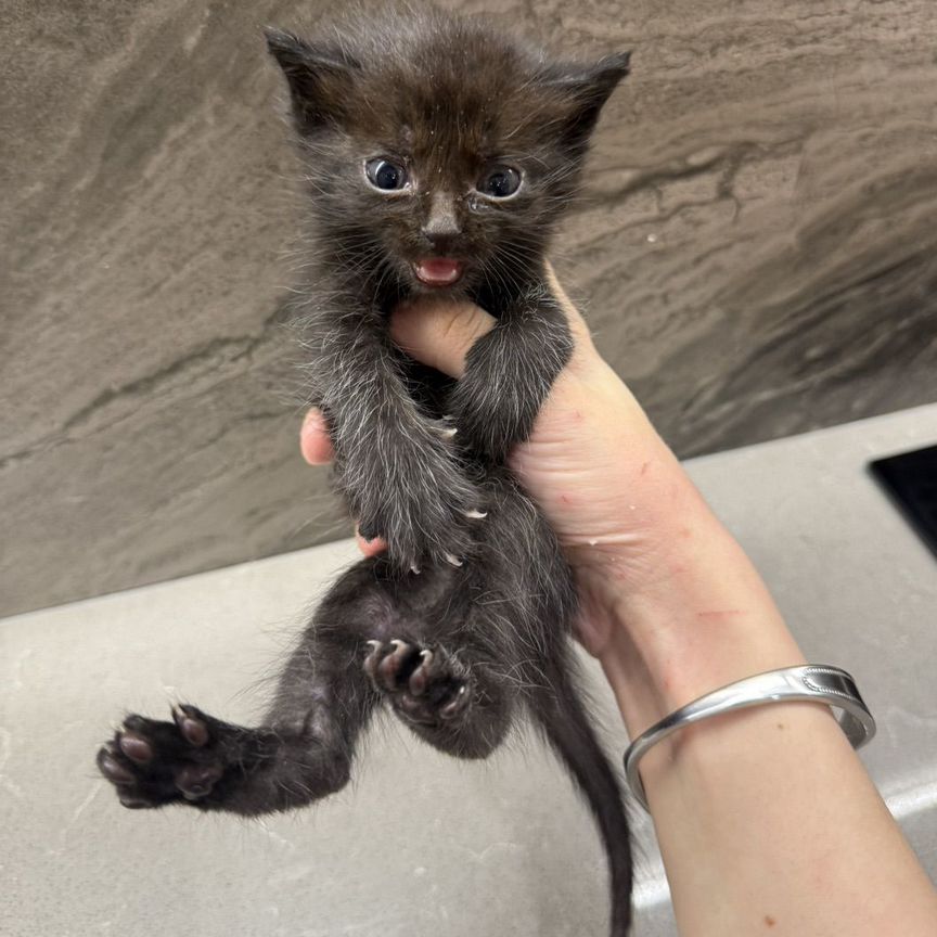 Котёнок в добрые руки