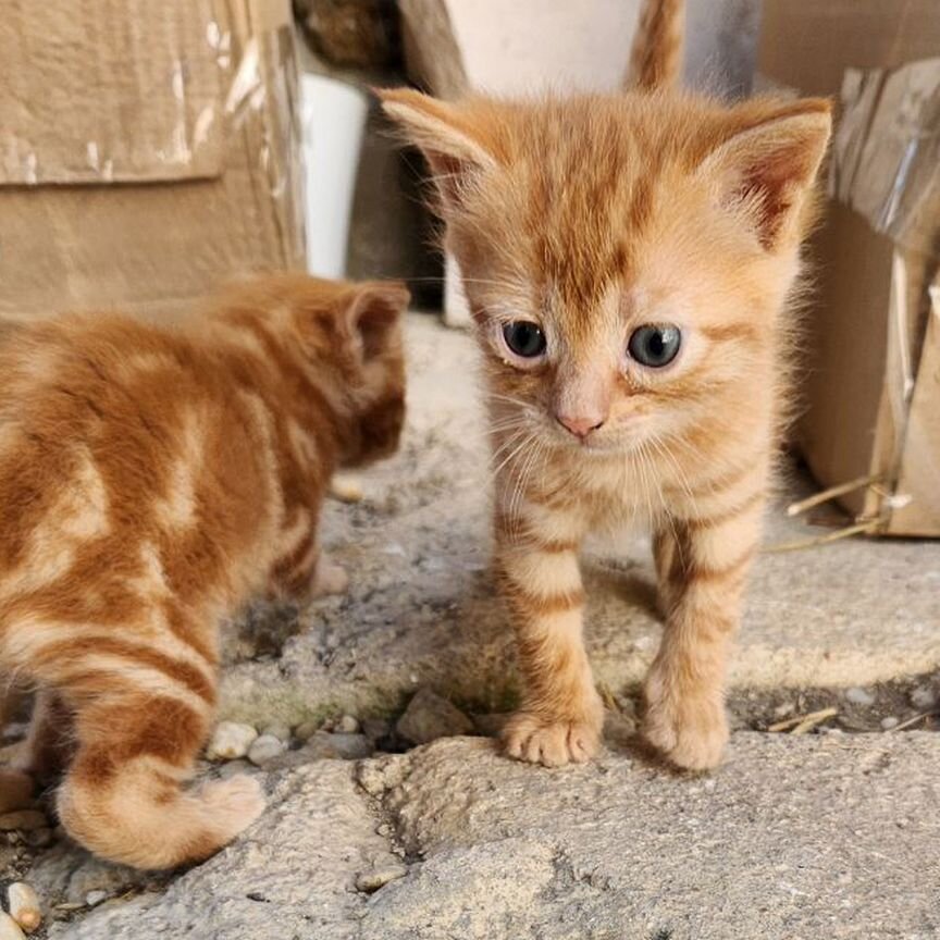 Отдам котят в добрые руки