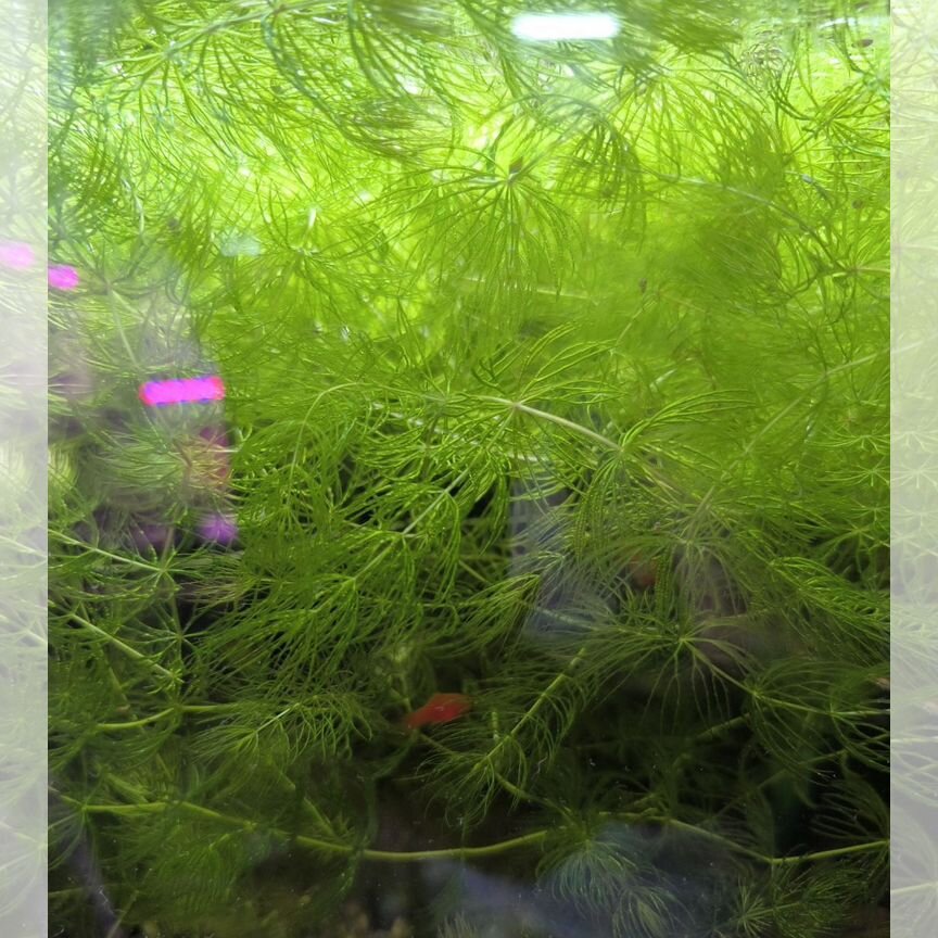 Роголистник для аквариума