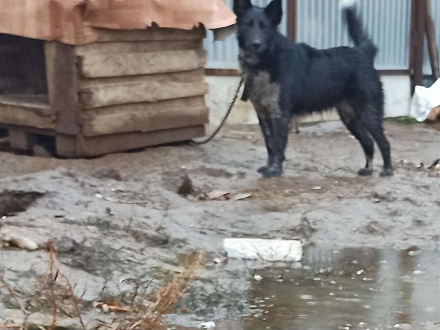 Ласковая и дружелюбная девчуля ищет дом