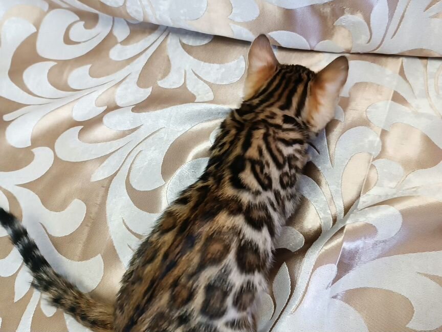 Бенгальские котята