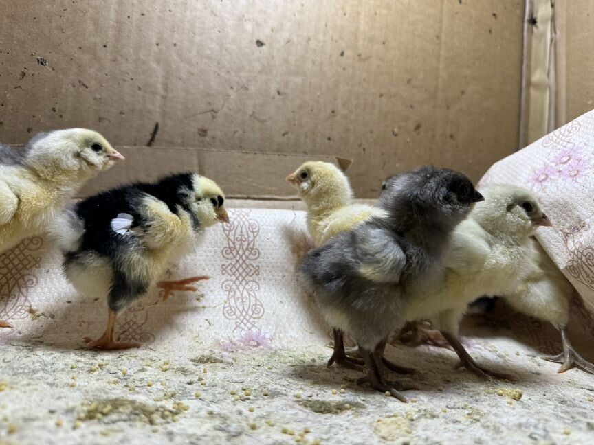 Гергебильские куры яйцо циплята