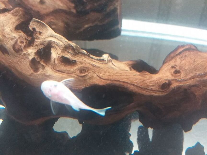 Анциструс l144 snow white