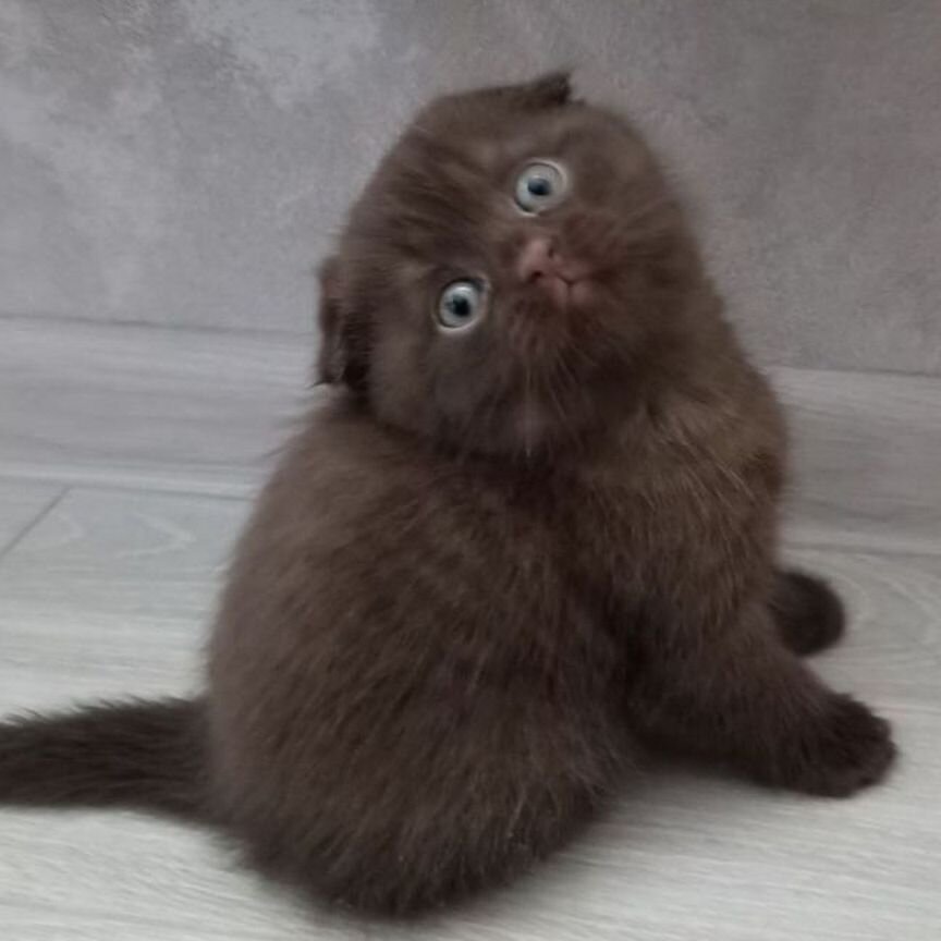 Шотландская