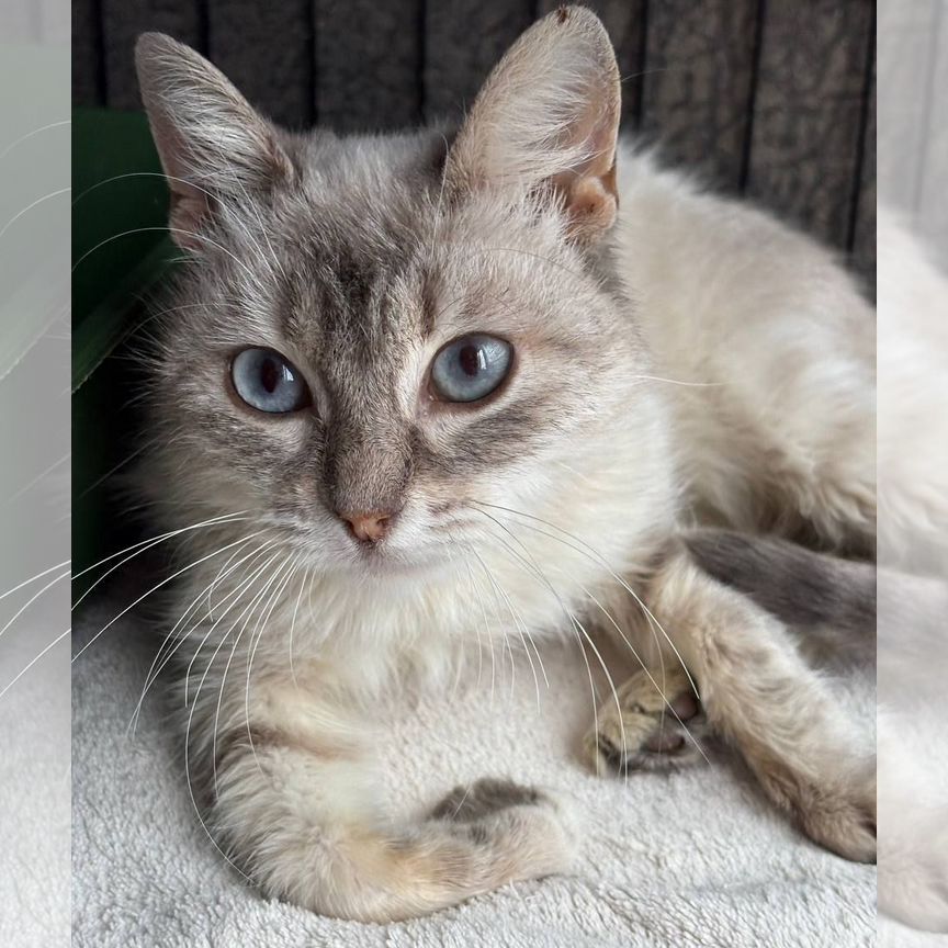 Тайская, взрослая кошка