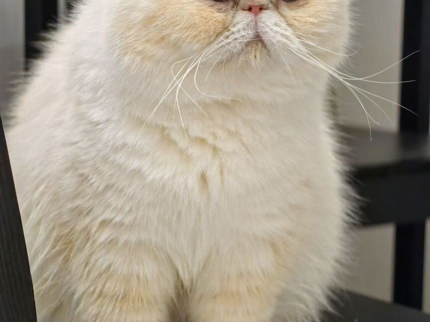 Кошка экзот в добрые руки