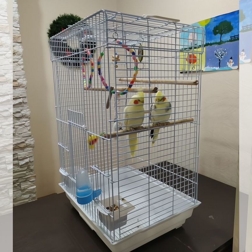 Попугай корелла с клеткой