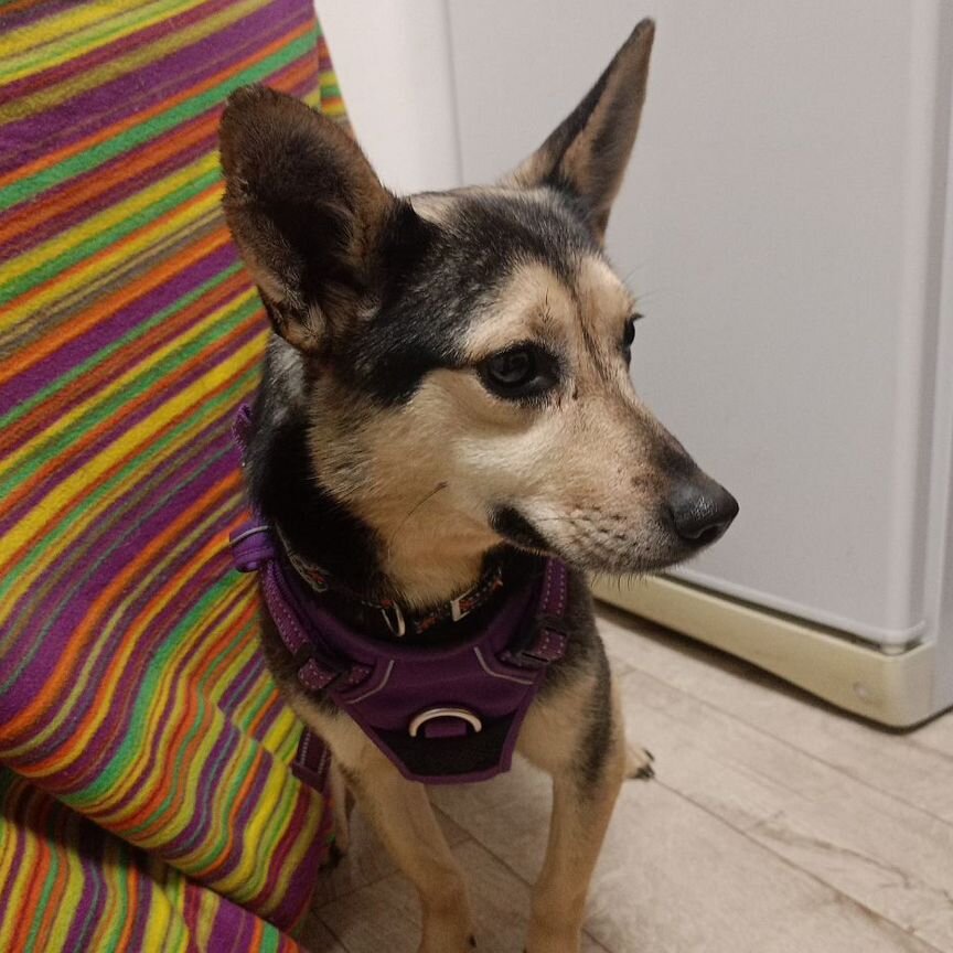 Взрослая собака в добрые руки