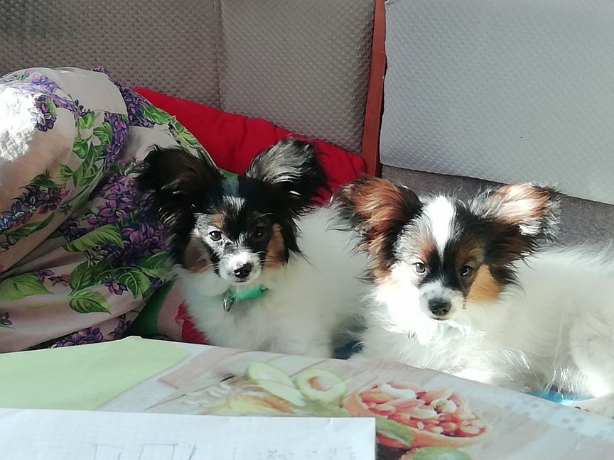 Щенки папийона