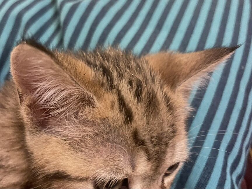 Котята от вислоузой кошечки