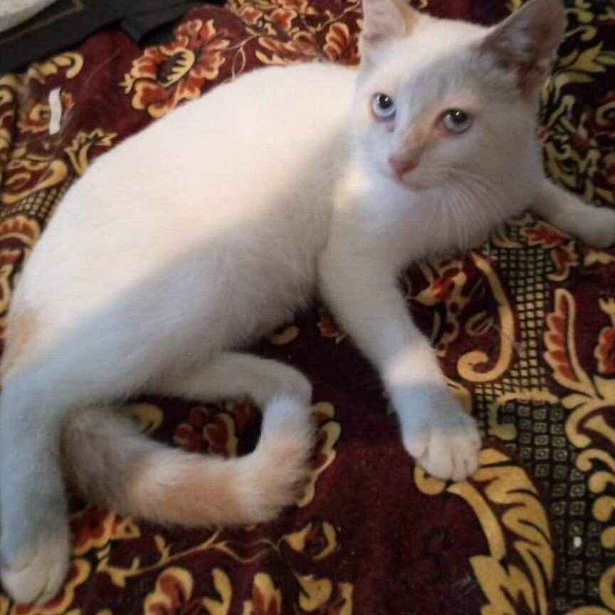 Котенок мальчик в добрые
