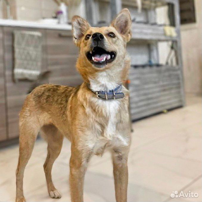 Небольшая якутская собака