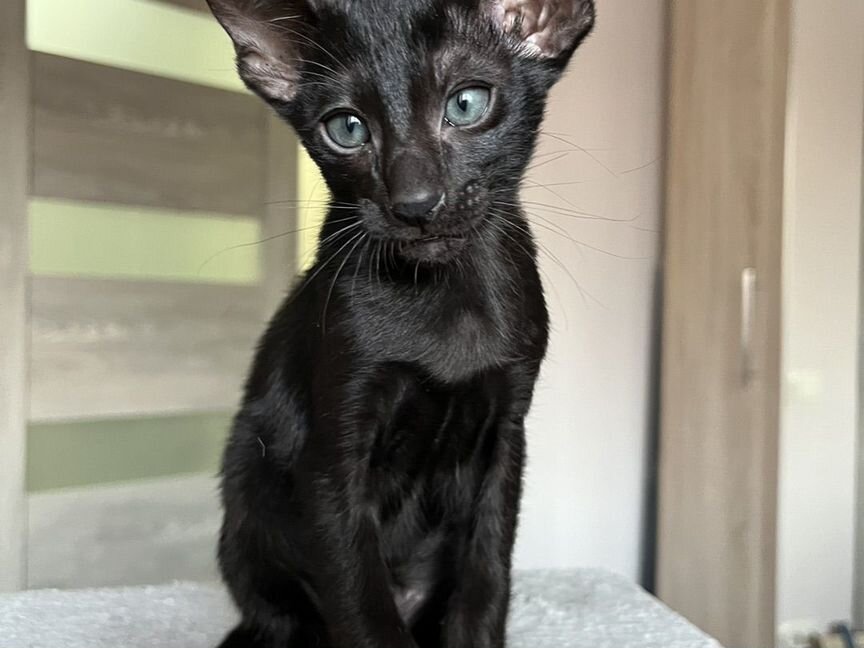 Ориентальные котята