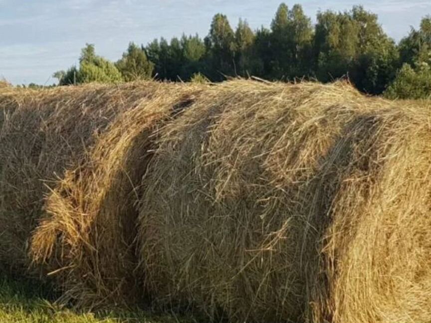 Продажа сена
