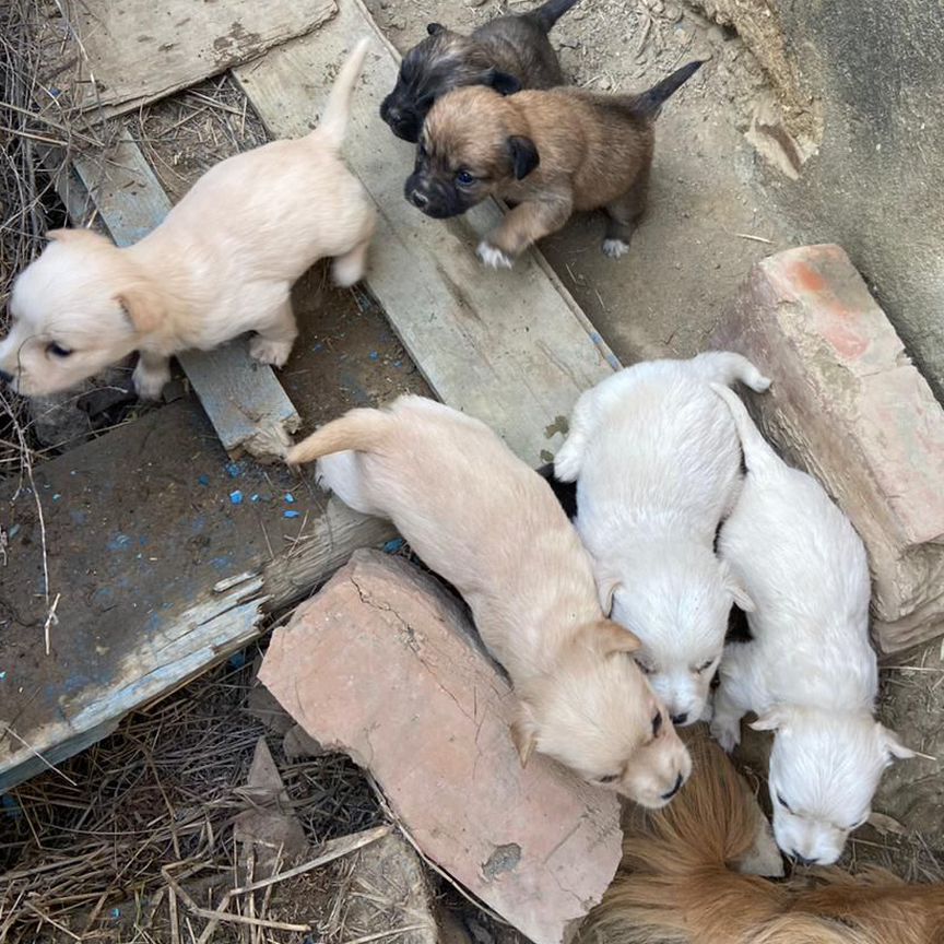 Котята в добрые руки бесплатно