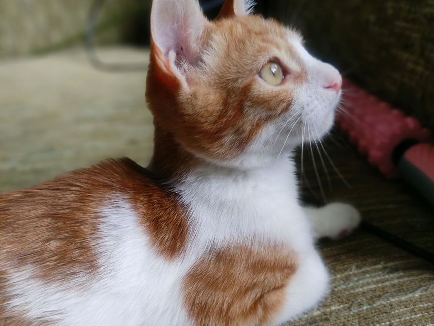 Ласковый рыжий котёнок