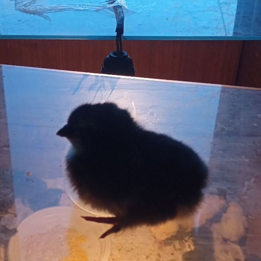 Цыплята кохи лохмоногие