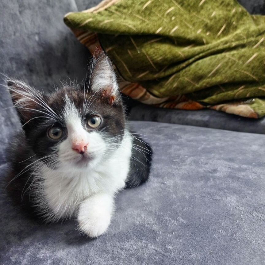 Котёнок в добрые руки