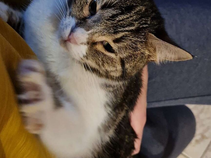 Малютка кошка ищет дом