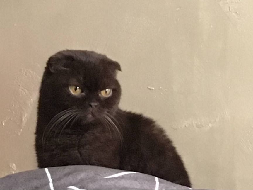 Шотландская вислоухая кошка