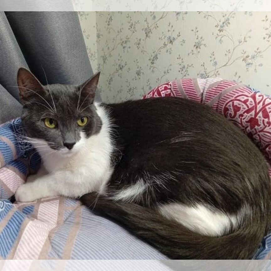 Взрослый кот в добрые руки