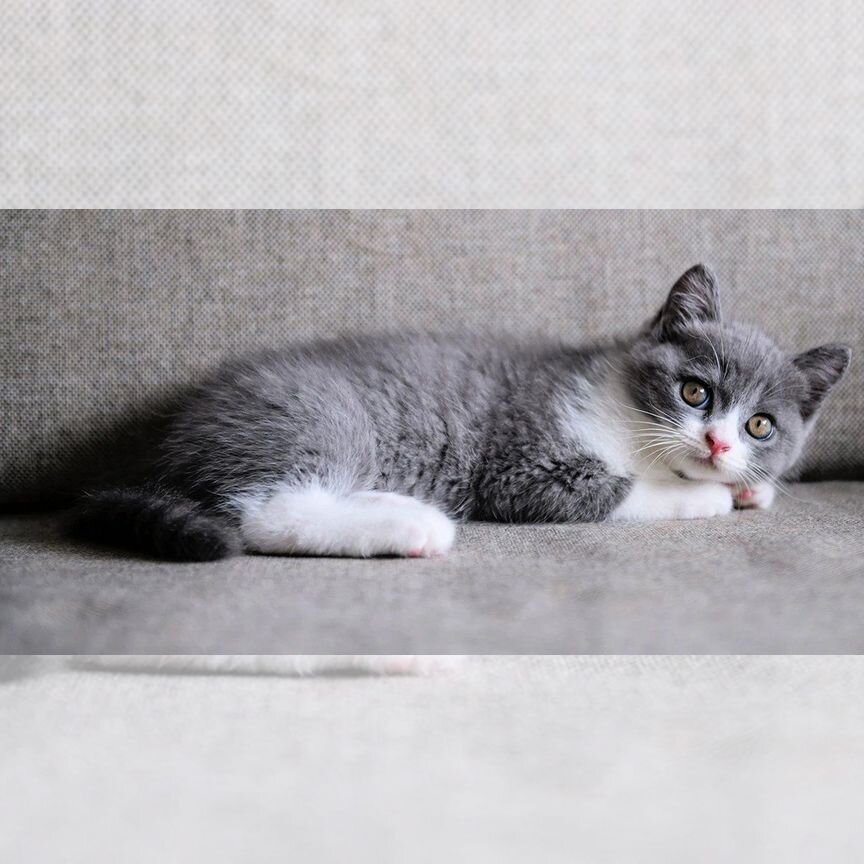 Котики бесплатно