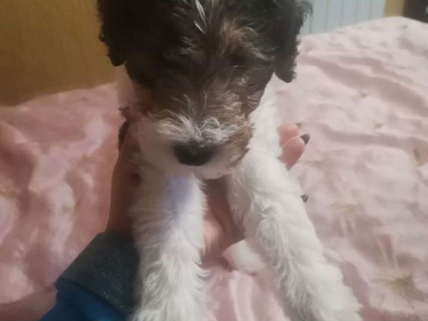 Фокстерьер жесткошерстный