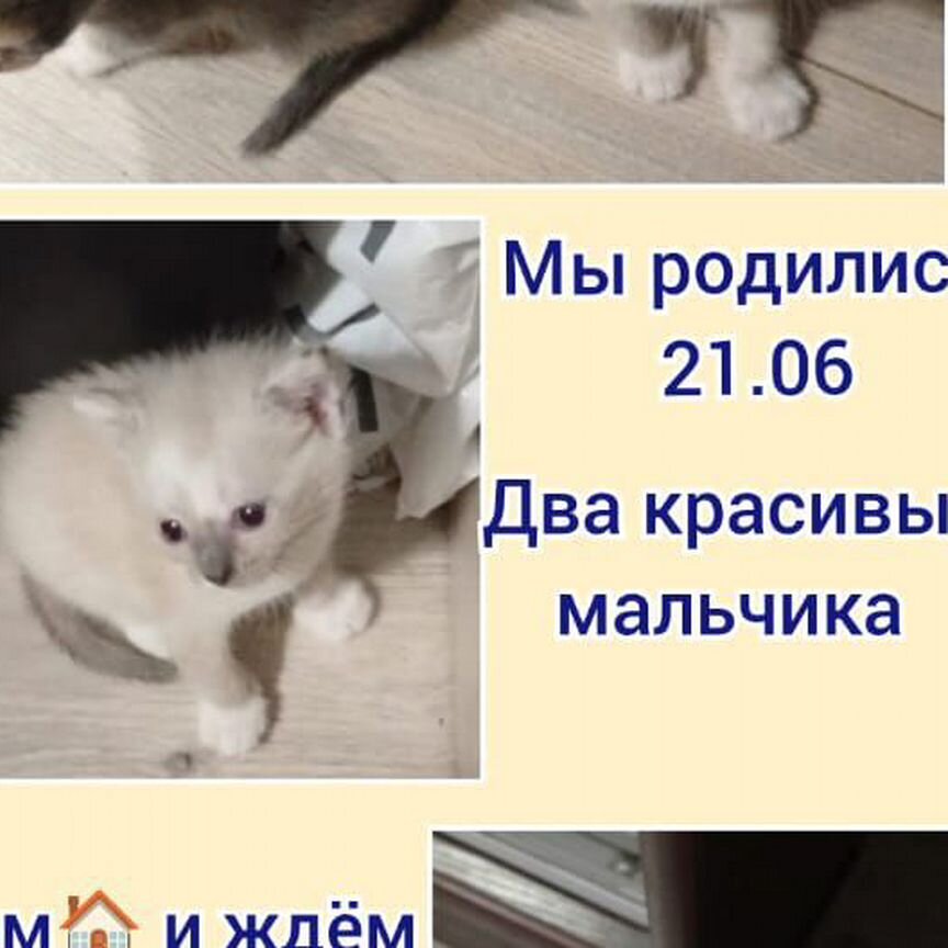 Отдам бесплатно в хорошие,добрые руки