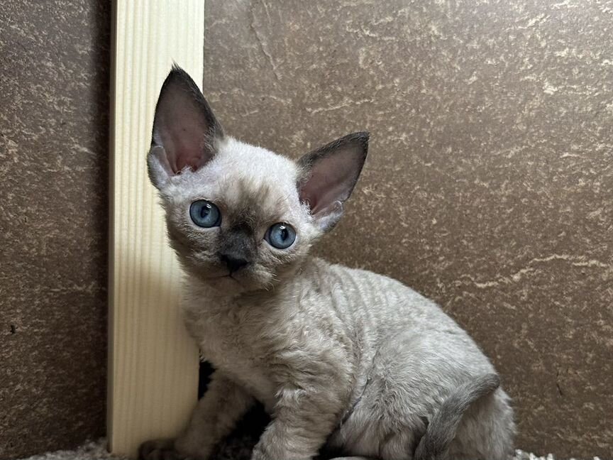 Мальчишка котенок девон-рекс