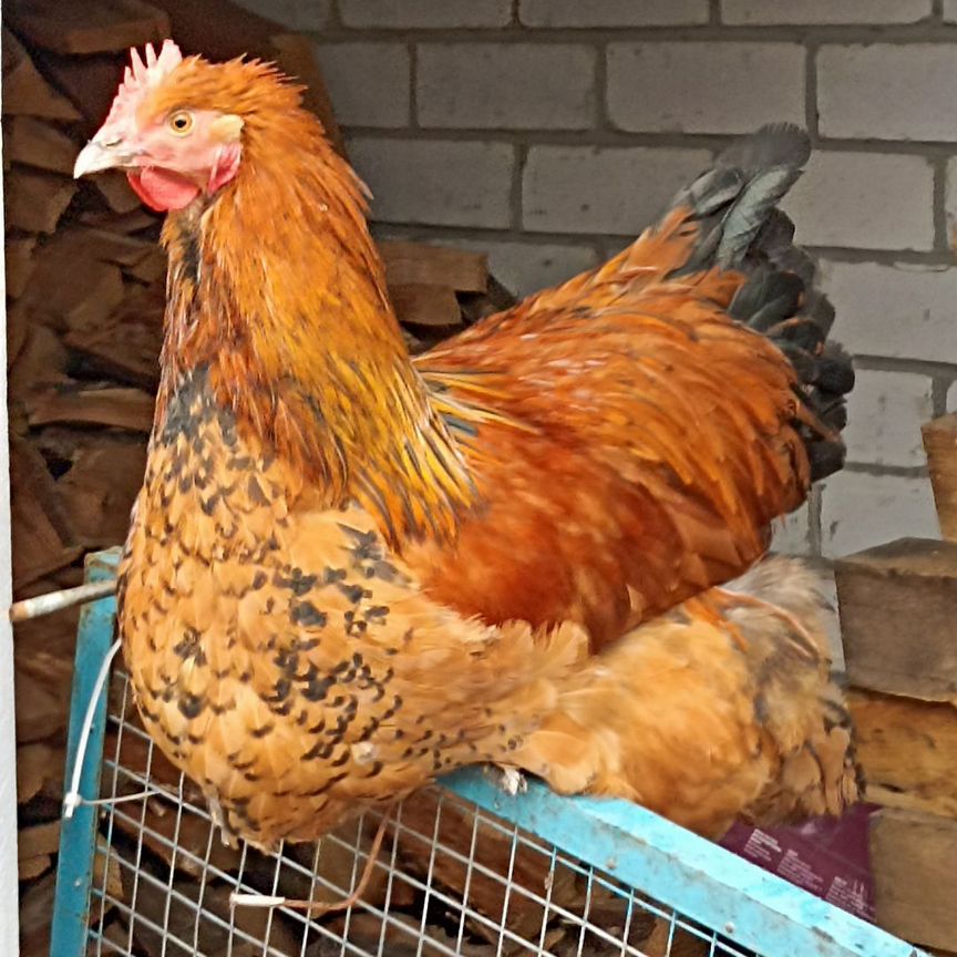 Петушок брама