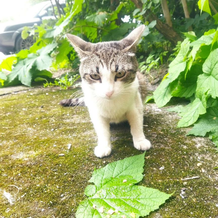 Котик в добрые руки