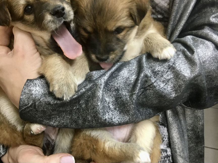 Йорк с пуделем