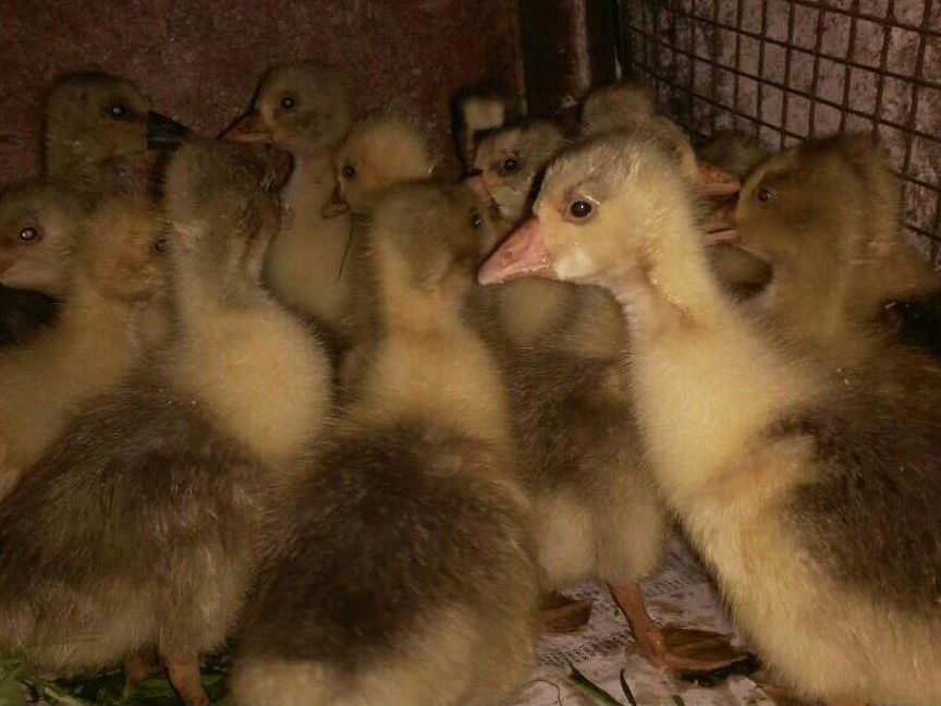 Гусята двухнедельные