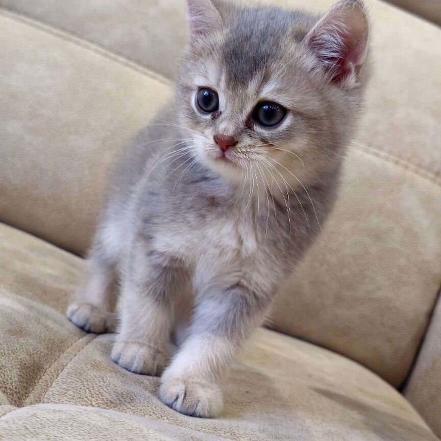 Котята шотландской золотой шиншиллы