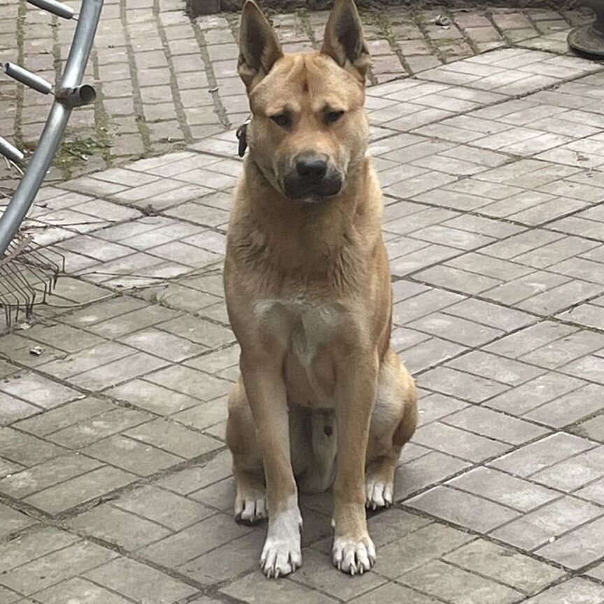 Отдам в добрые руки