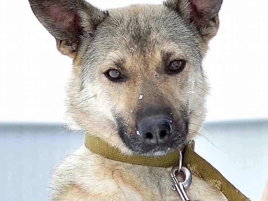 Собака Рина