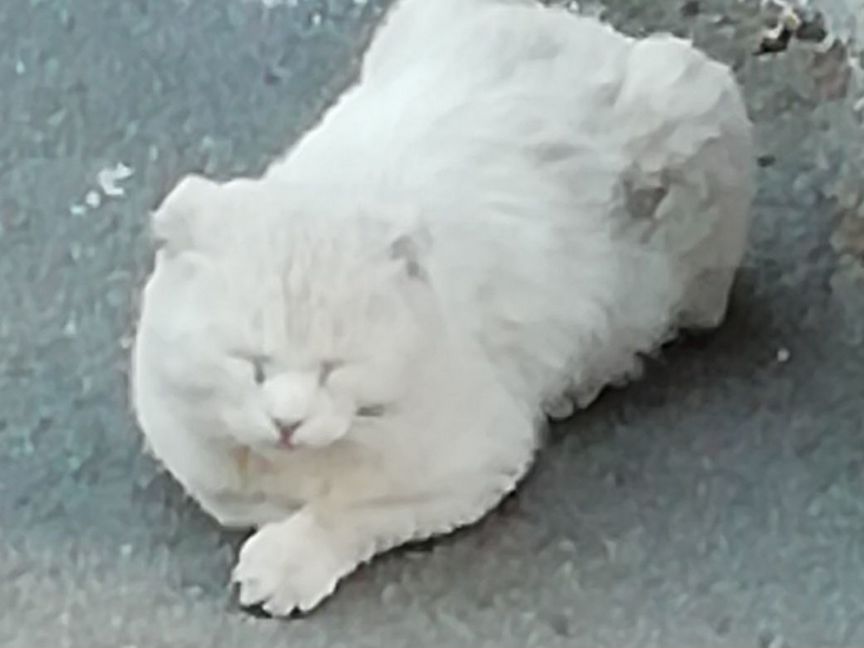 Кот в добрые руки