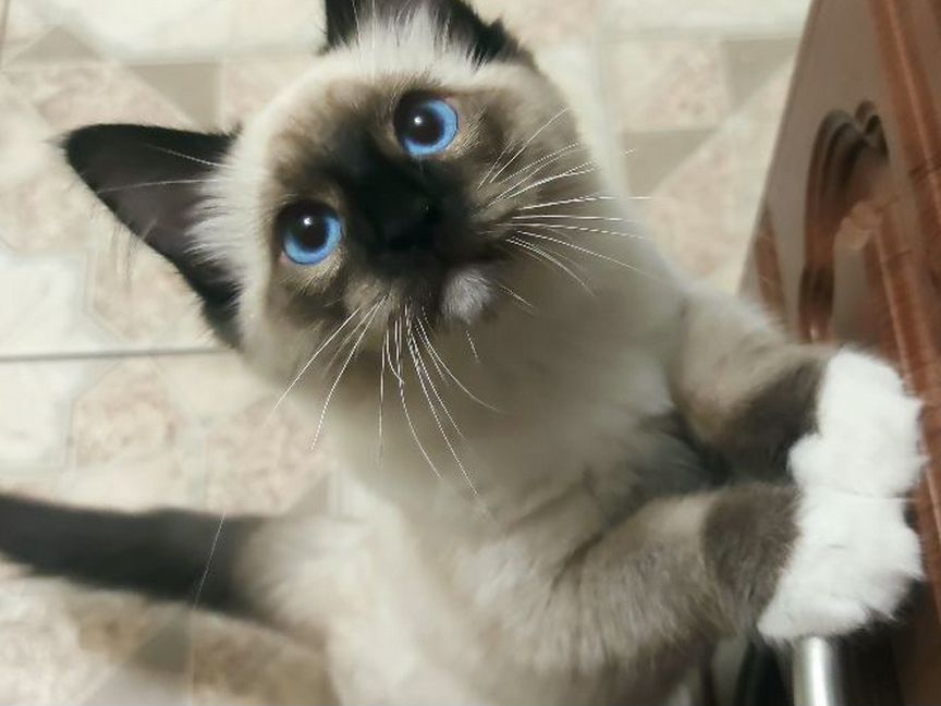 Рэгдолл котята