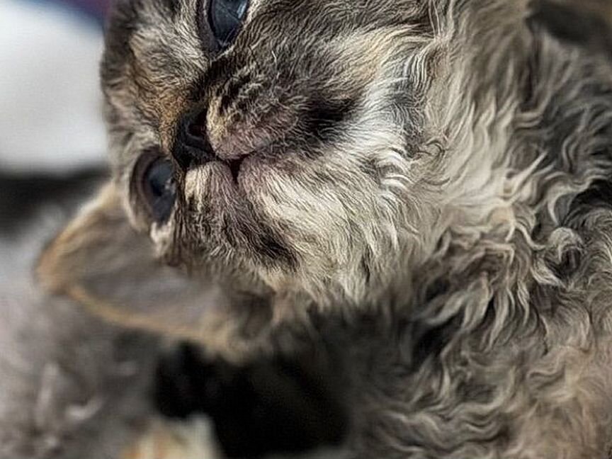 Купить котенка Девон - рекс