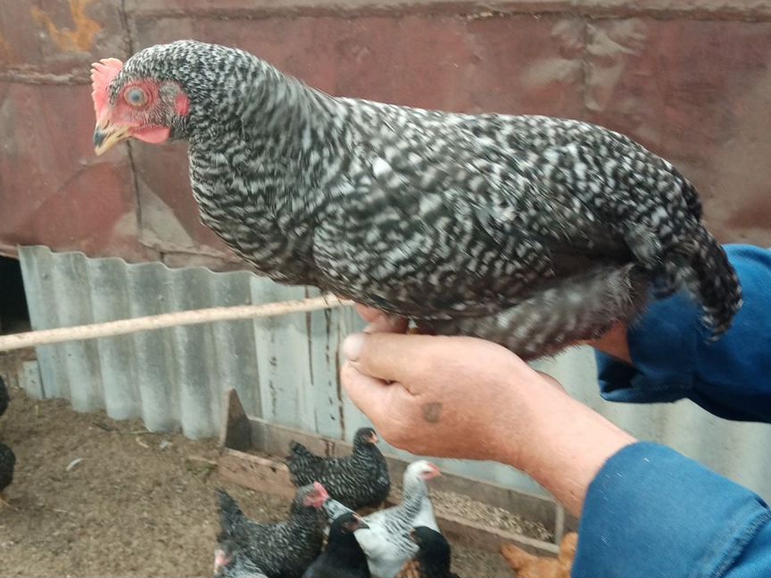 Продаются молодые петушки доминанты