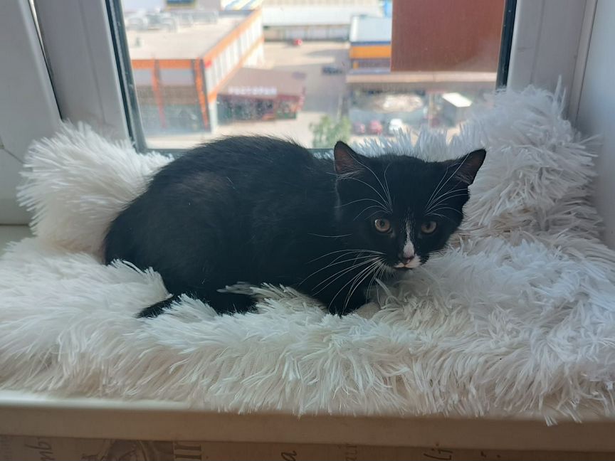 Котëнок