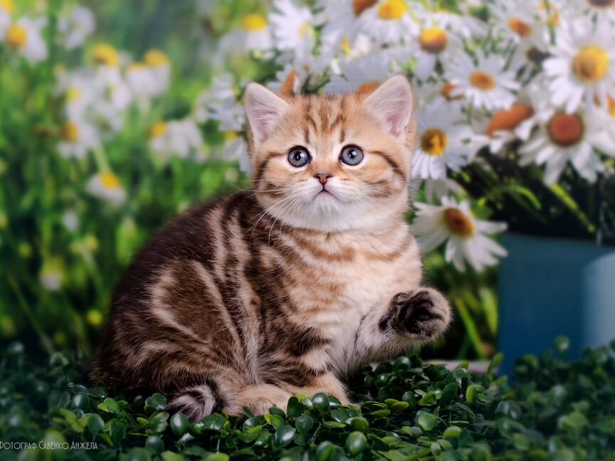 Красота шотландская