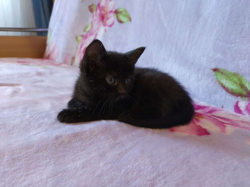 Котенок в добрые руки