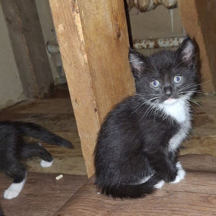 Котёнок в добрые руки