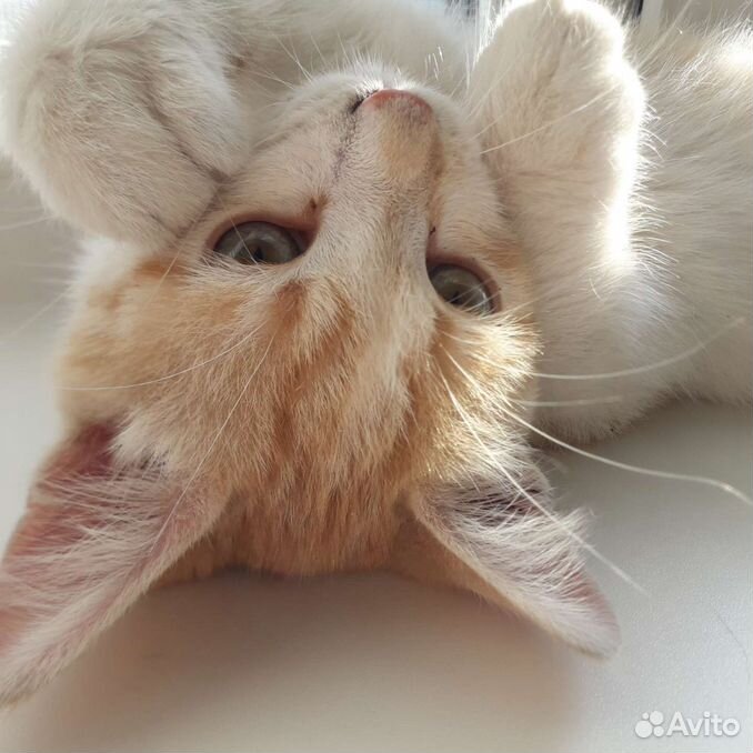 Рыжий голубоглазый котенок